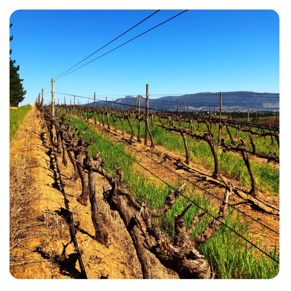 Brookdale Estate Recaptures the Lost Art of Field Blends with their ...